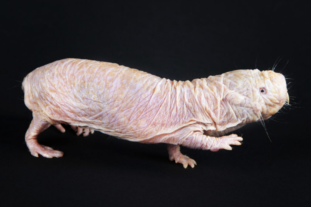 What the humble naked mole-rat can teach us about immunity – IMMPress ...